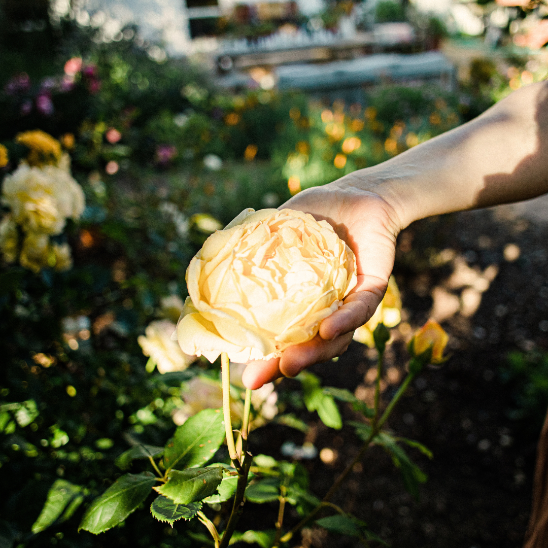 An esthetician’s guide to menopause and skin: part one – Botniaskincare
